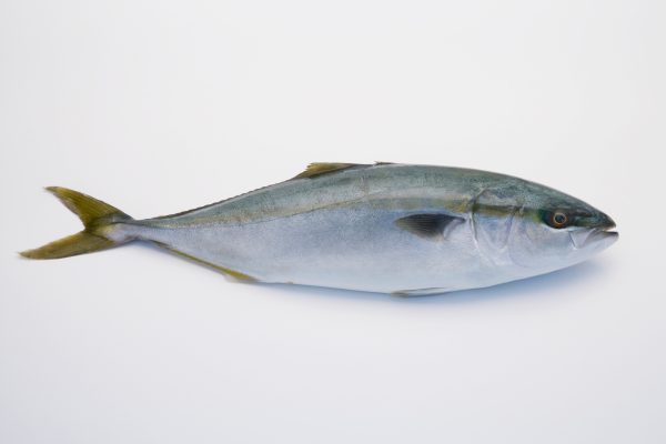 What Does Yellowtail Taste Like - Kitchenware Compare